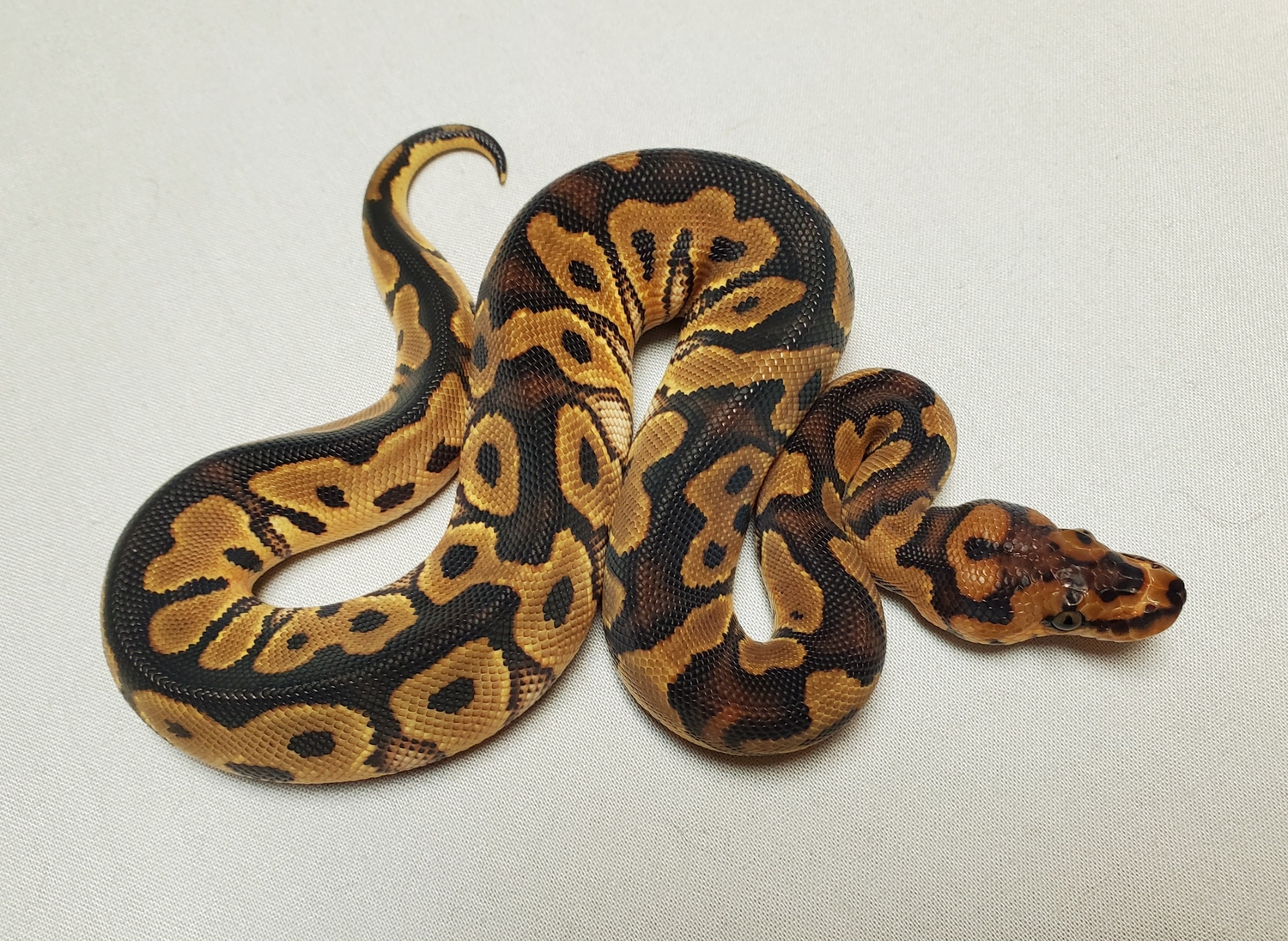 Red Stripe Clown * Free Shipping * Ball Python by Palaski's Pythons ...
