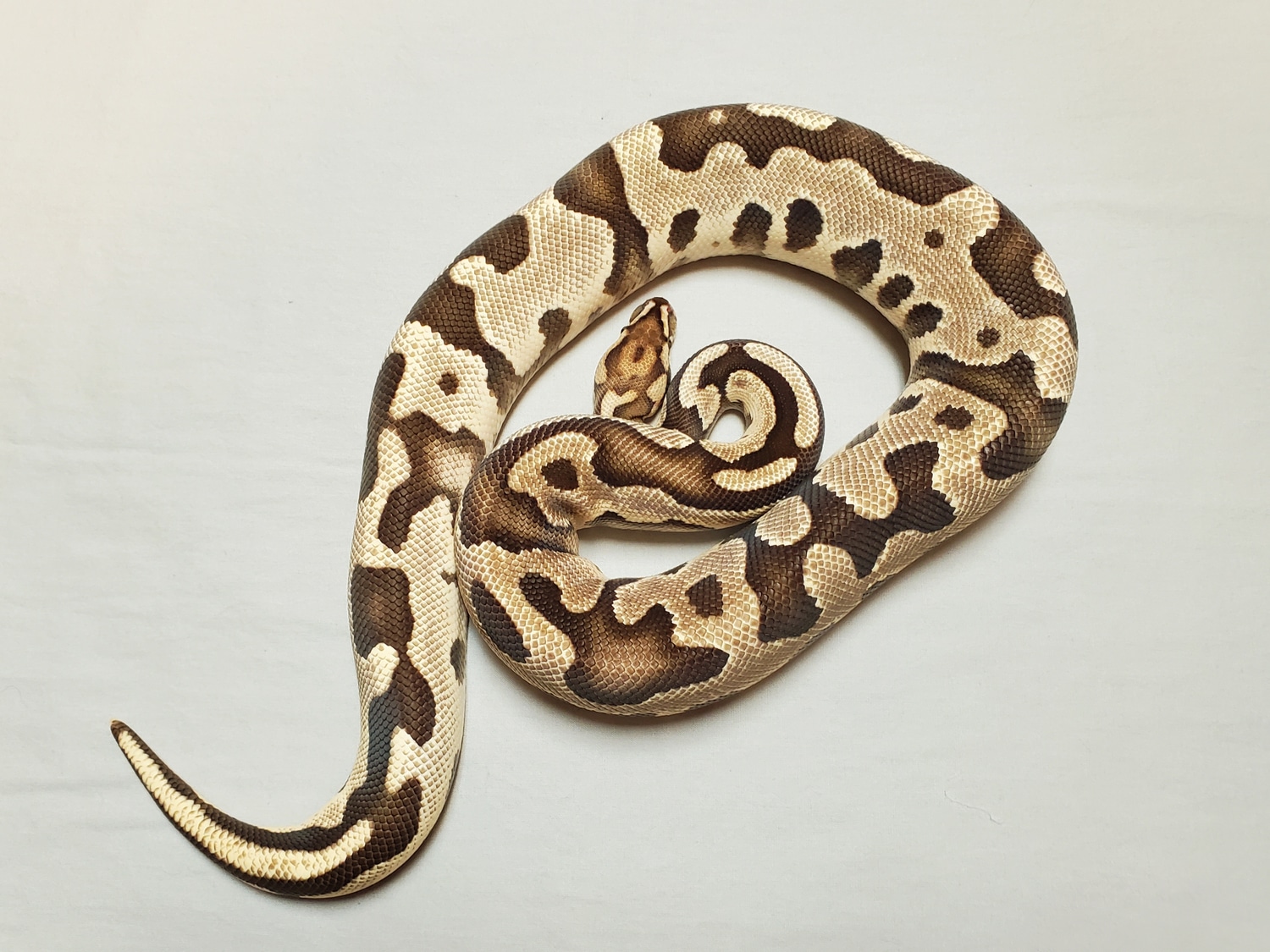 PB Leo Fire Het Clown 50% Het Pied Ball Python by Palaski's Pythons ...