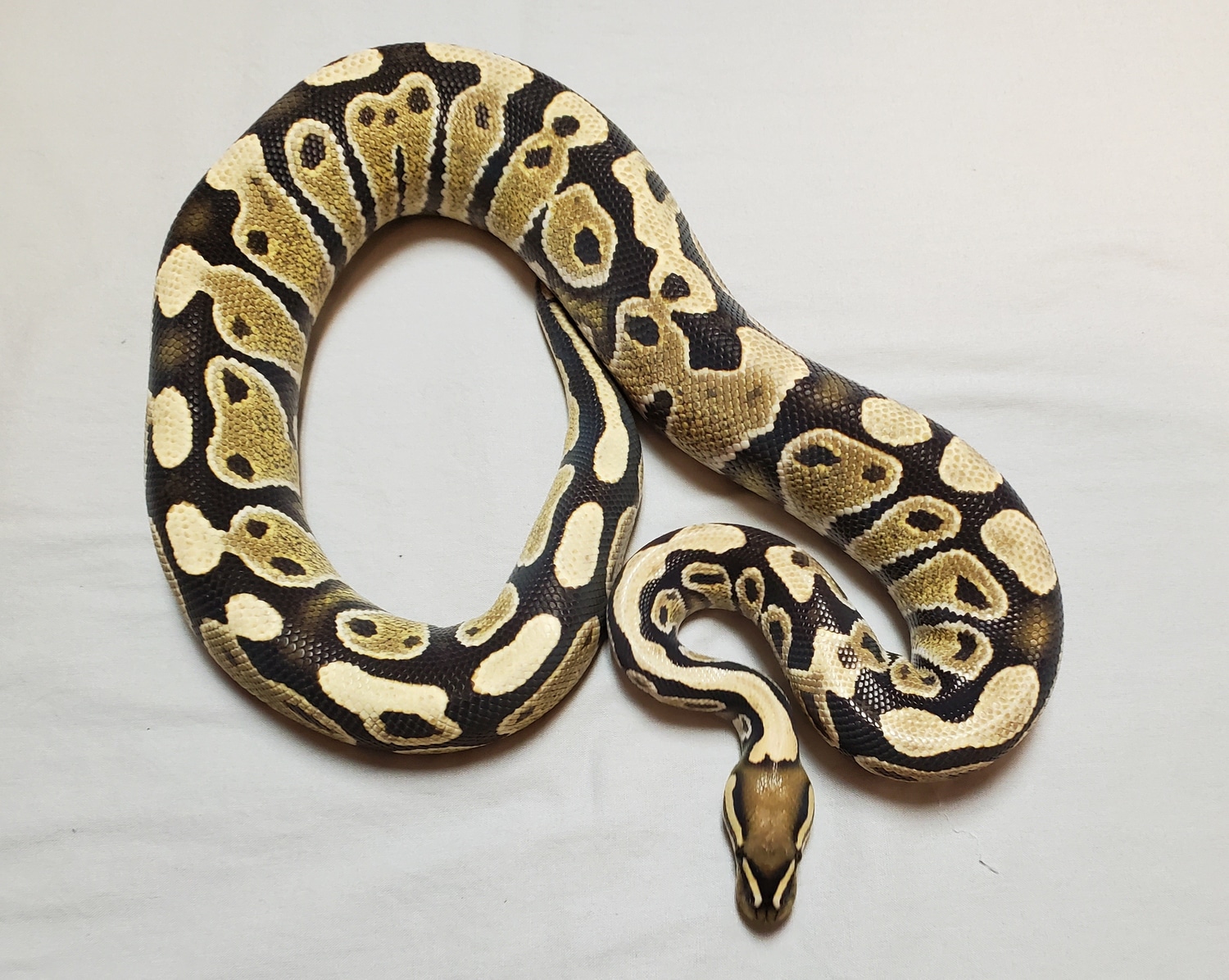 Desert Ghost - RTB Ball Python by Palaski's Pythons - MorphMarket