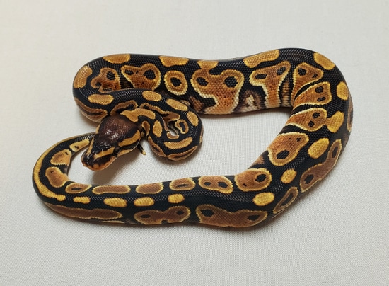 Normal Het Clown Ball Python by Palaski's Pythons