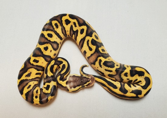 Leopard YB Pastel 66% Het Clown Ball Python by Palaski's Pythons