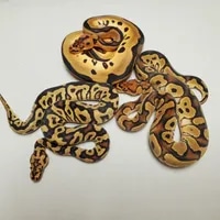 Ball Python Clutch: 2022-1 by Palaski's Pythons - MorphMarket