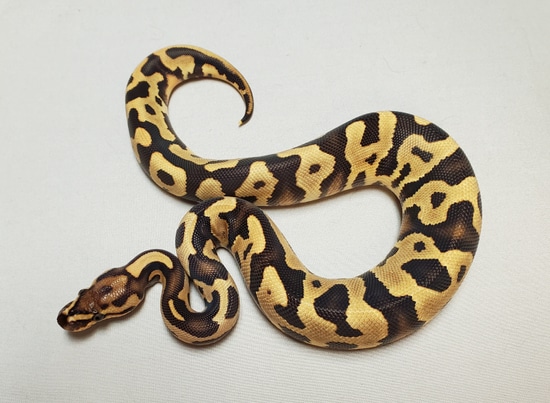 OD Fire Leopard Het Clown *Free Shipping* Ball Python by Palaski's Pythons