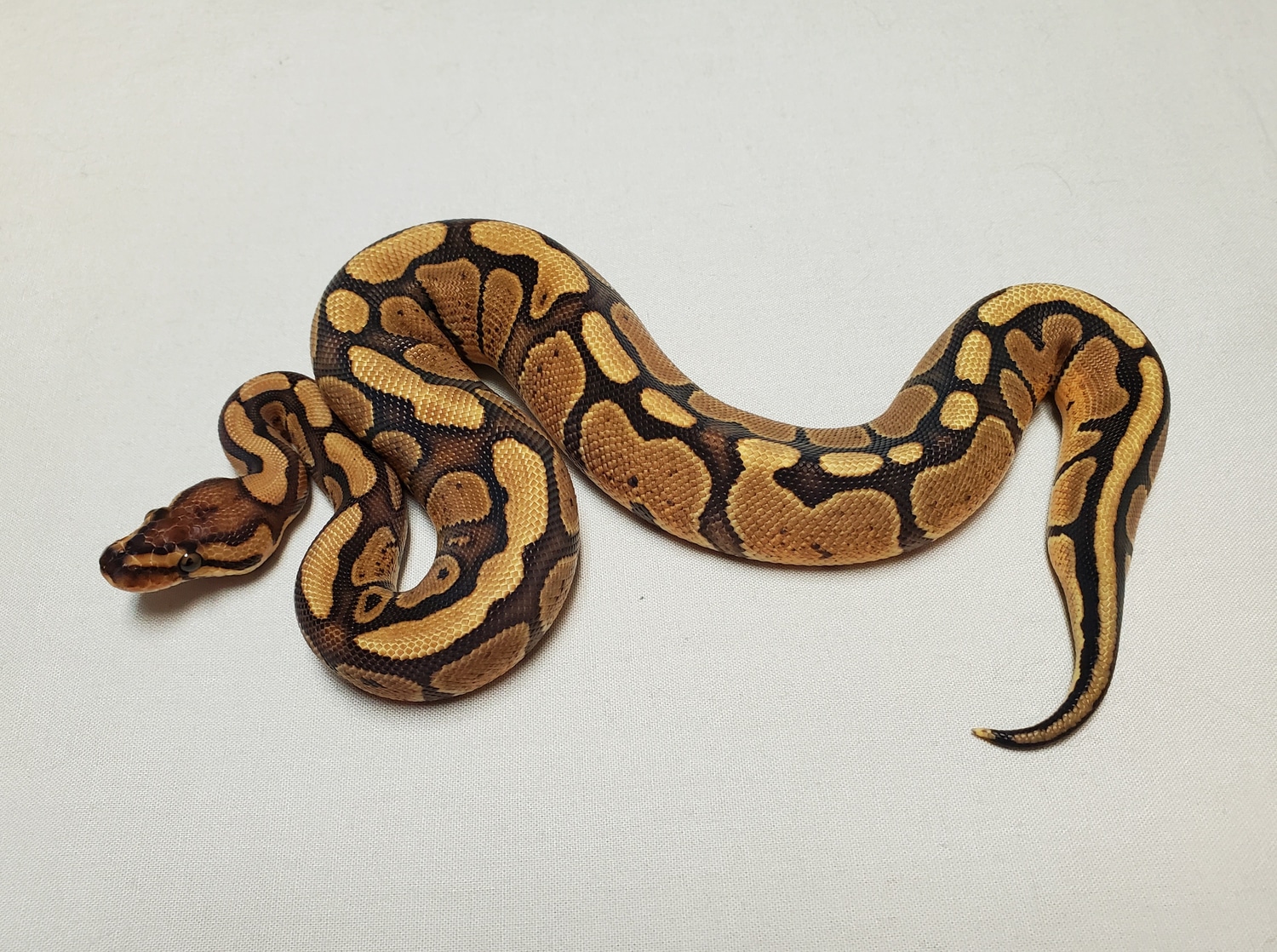 Red Stripe Het Clown Ball Python by Palaski's Pythons - MorphMarket