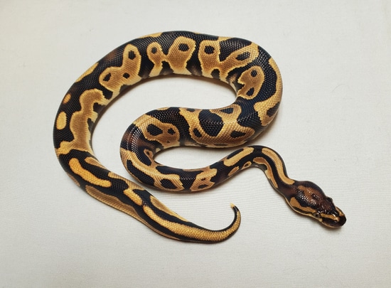OD Leopard Het Clown Ball Python by Palaski's Pythons