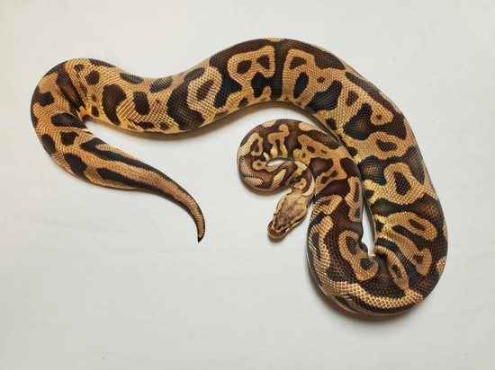 *Proven* Leopard Yellowbelly Pastel Het Clown Ball Python by Palaski's ...