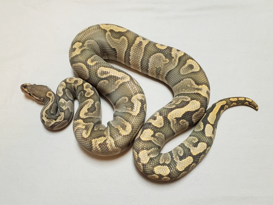 GHI Hypo (OG) Ball Python by Palaski's Pythons