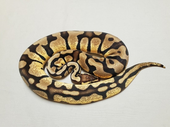 OD Pastel DHet Pied / Hypo + 50% Het G-Stripe (Poss Enchi) Ball Python by Palaski's Pythons