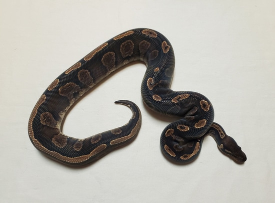 GHI Black Head (Adult) Ball Python by Palaski's Pythons