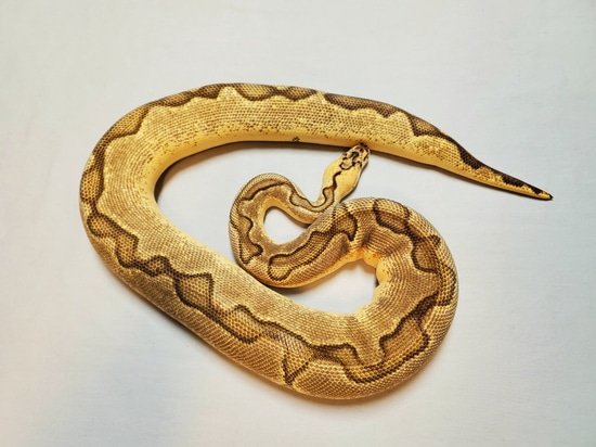 Enchi Pastel Clown Ball Python by Palaski's Pythons