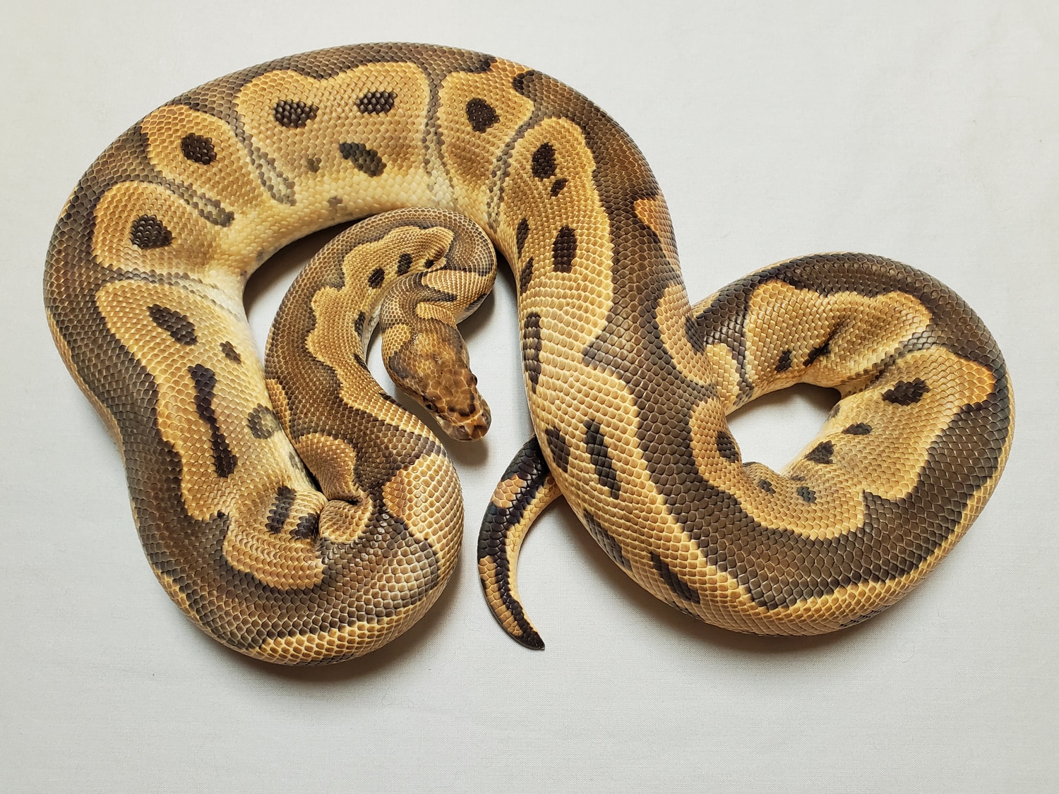 PB OD Clown 66% Het Hypo Ball Python by Palaski's Pythons - MorphMarket