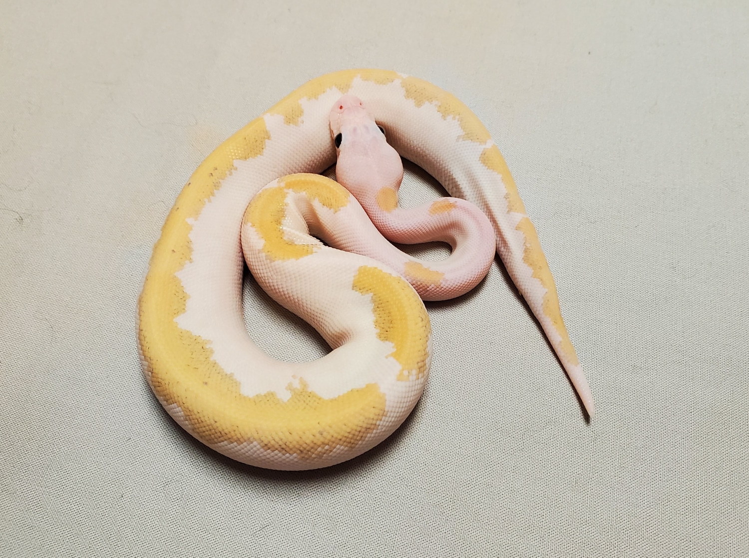 Fire *Pet Only* Ball Python by Palaski's Pythons - MorphMarket