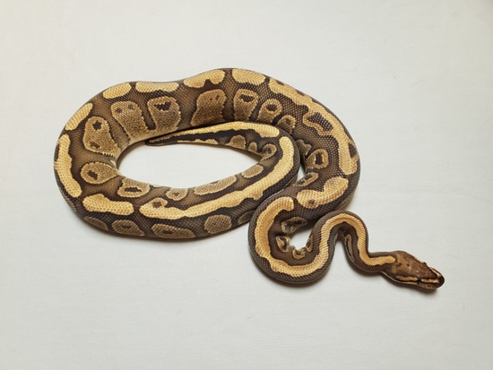 Proven Red Stripe Fire Het Clown Ball Python by Palaski's Pythons