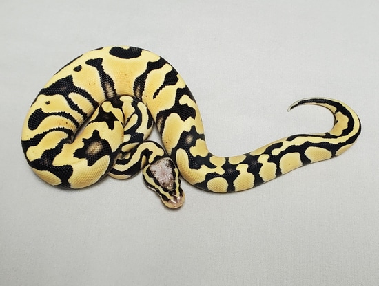 Desert Ghost Pastel 50% Het Pied Ball Python by Palaski's Pythons
