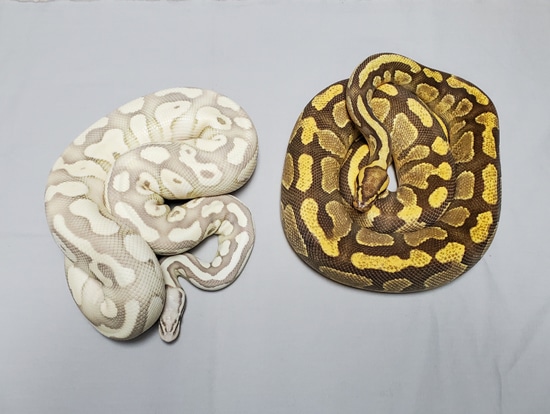 Pair #2 Desert Ghost Combo Ball Python by Palaski's Pythons