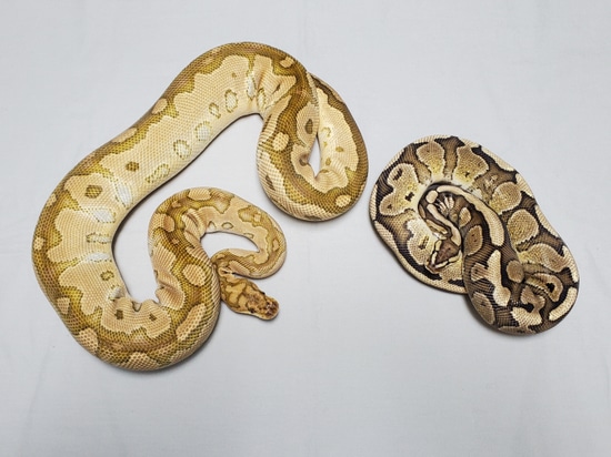 Pair #3 Clown Combo Ball Python by Palaski's Pythons