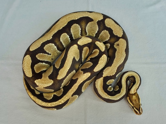 Fire Double Het DG / Clown Ball Python by Palaski's Pythons