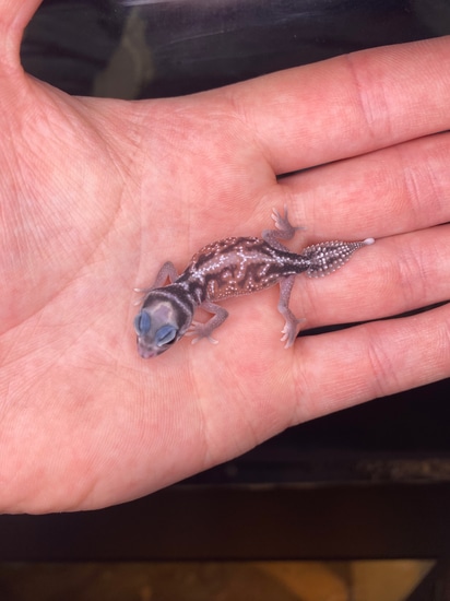 Double Het Albino Patternless Pilbarensis Knob-Tailed Gecko by West ...