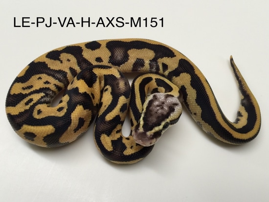 Leopard Pastel Vanilla Het Axanthic Ball Python by Florida Gator Gardens