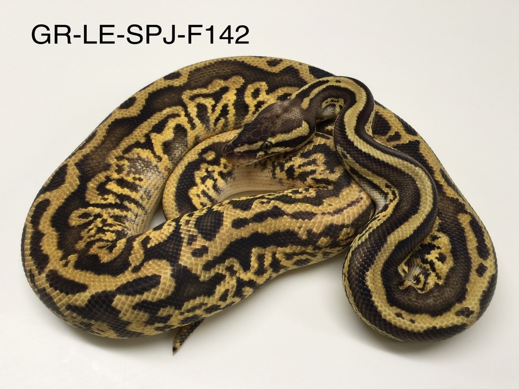 Gravel Leopard Super Pastel Ball Python by Florida Gator Gardens ...