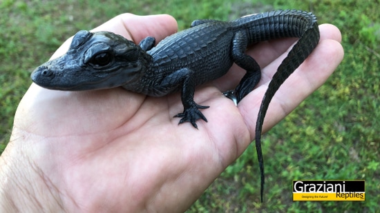 Melanistic American Alligator by Florida Gator Gardens