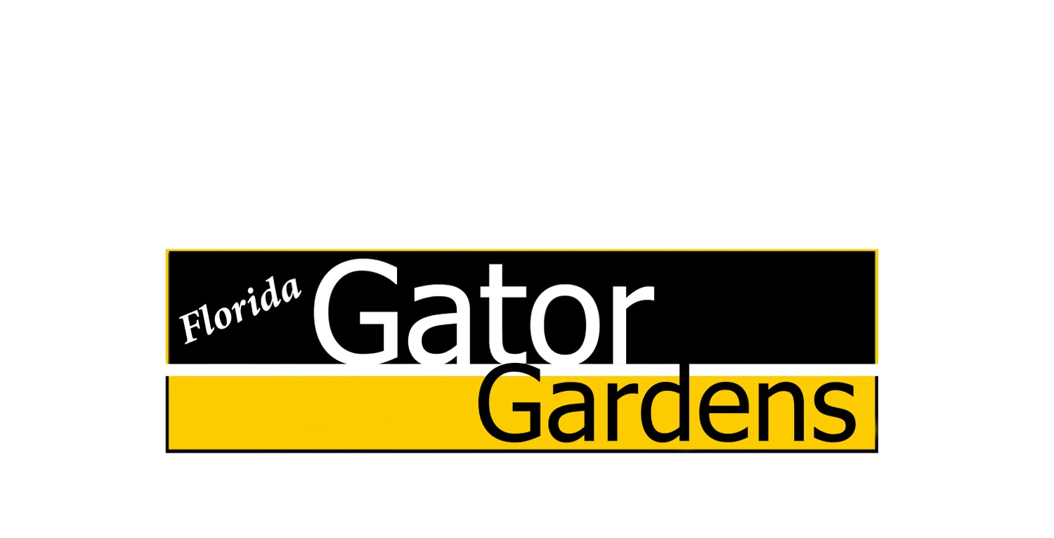 American Alligator Clutch: 2 by Florida Gator Gardens - MorphMarket