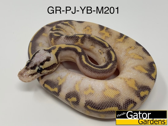 Pastel Highway Ball Python by Florida Gator Gardens