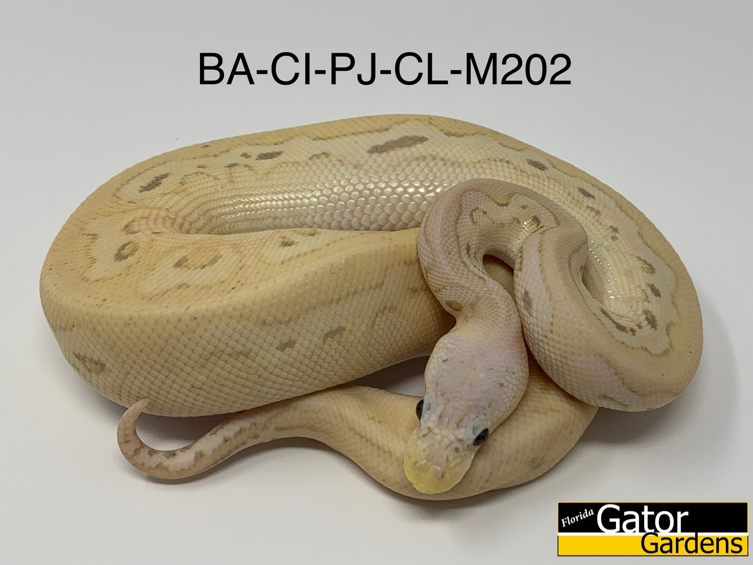 Banana Pewter Clown Ball Python by Florida Gator Gardens - MorphMarket