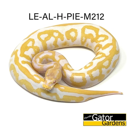 Leopard Super Pastel Axanthic Piebald Ball Python by Florida Gator ...