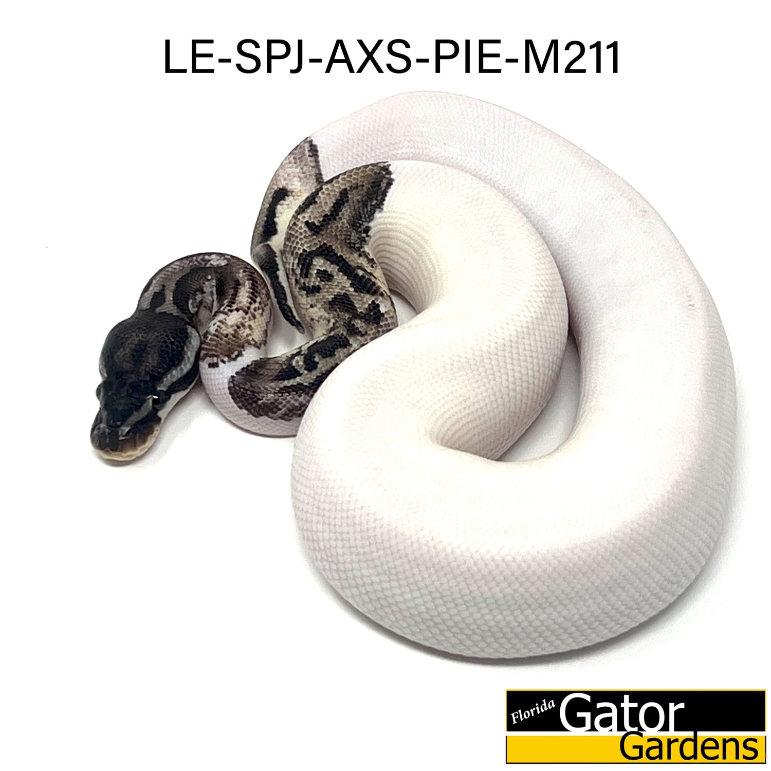 Leopard Super Pastel Axanthic Piebald Ball Python by Florida Gator ...