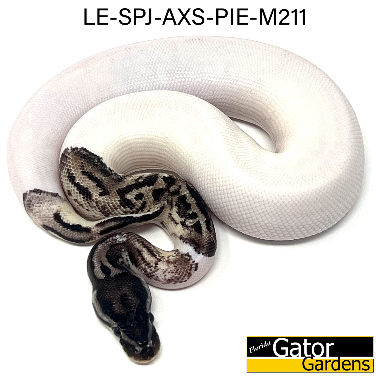 Leopard Super Pastel Axanthic Piebald Ball Python by Florida Gator ...