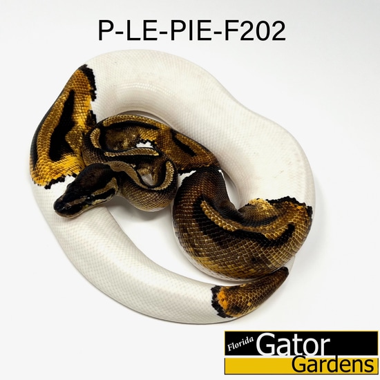 Possible Leopard Piebald Ball Python by Florida Gator Gardens
