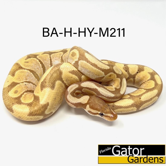 Banana Het Ghost Ball Python by Florida Gator Gardens