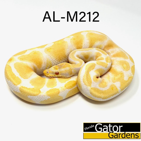 Albino Ball Python by Florida Gator Gardens