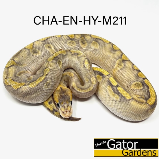Enchi Mimosa Ball Python by Florida Gator Gardens
