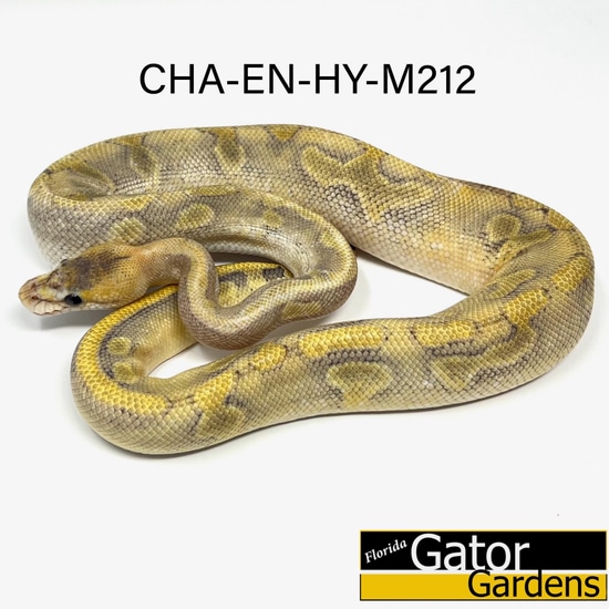Enchi Mimosa Ball Python by Florida Gator Gardens