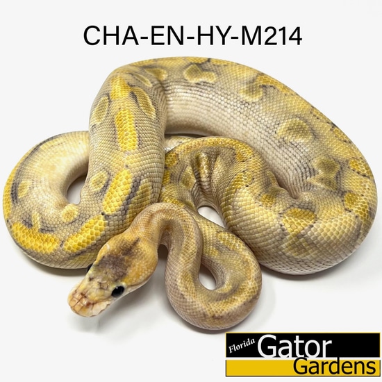 Enchi Mimosa Ball Python by Florida Gator Gardens