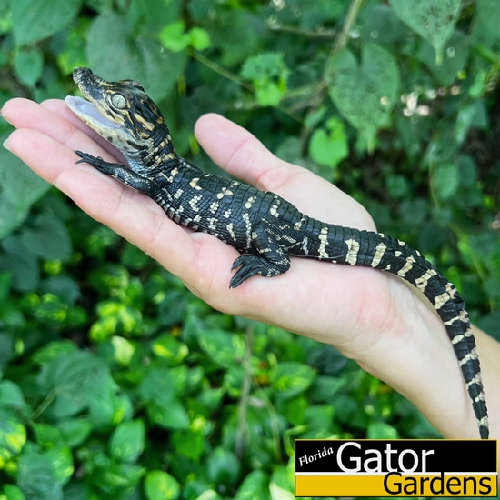Het Albino American Alligator by Florida Gator Gardens