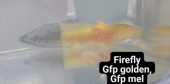 Golden Albino Firefly Axolotl by Great Lake Lottls
