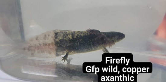 Wild Firefly Axolotl by Great Lake Lottls