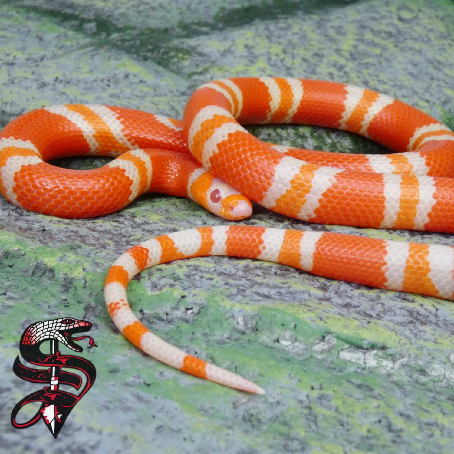 Albino Tangerine Honduran Milk Snake by Creatures of Nightshade ...