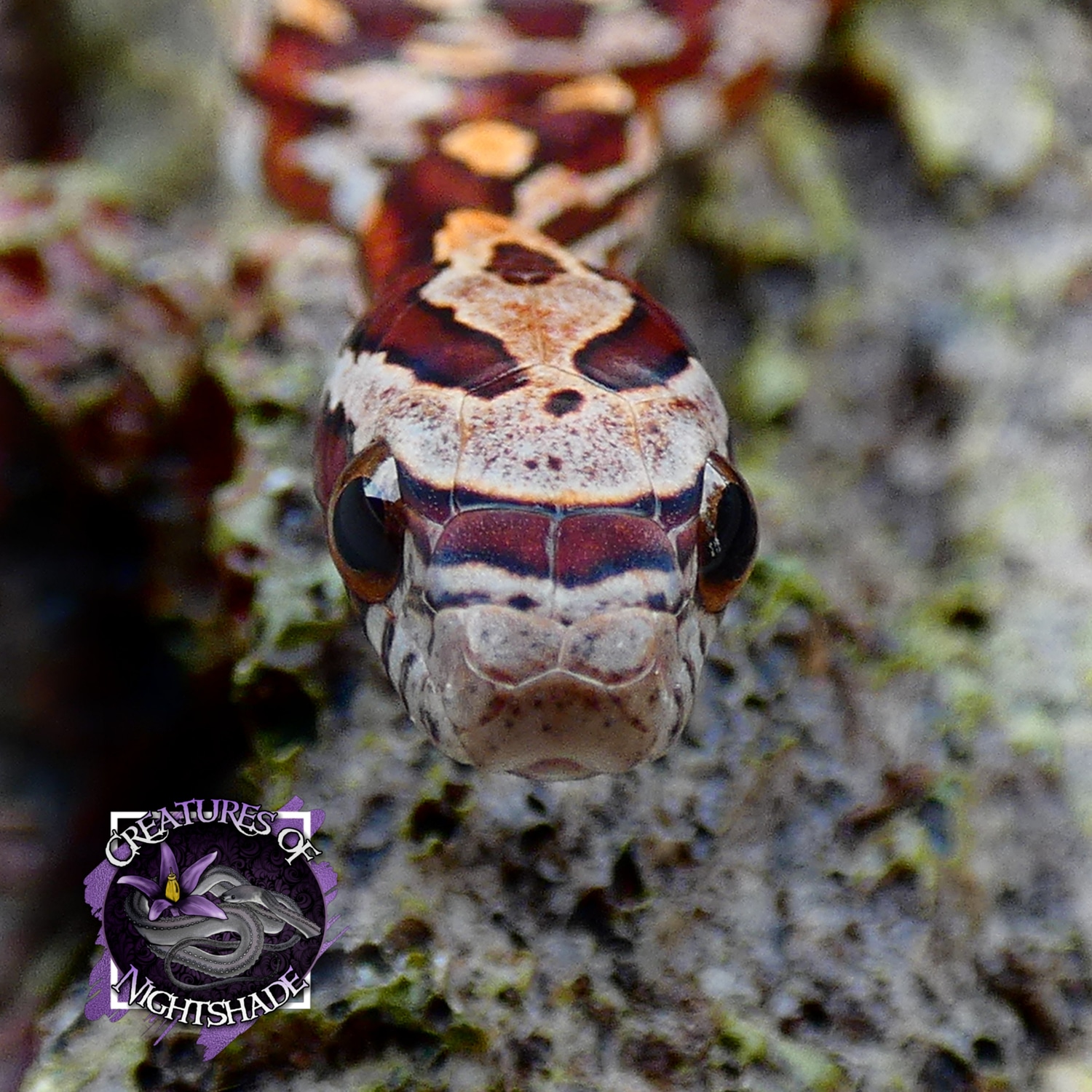 Classic Cornsnake Corn Snake by Creatures of Nightshade - MorphMarket