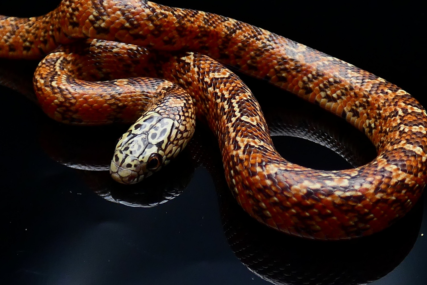 Hypo Florida Kingsnake by Creatures of Nightshade - MorphMarket