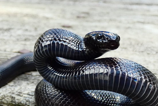 Nacho Bel Grande Mexican Black Kingsnake by Creatures of Nightshade