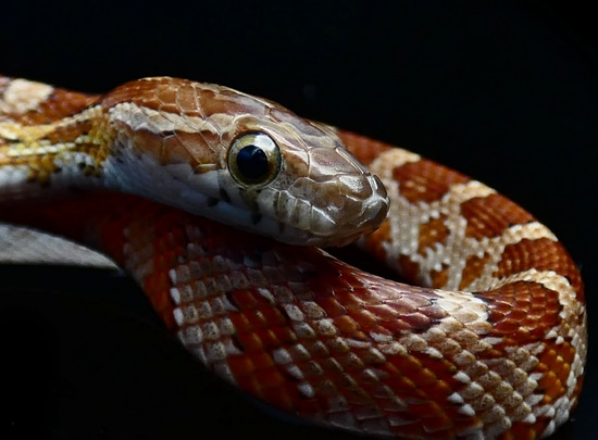 Popcorn Corn Snake by Creatures of Nightshade