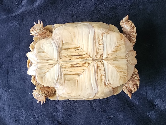 100% Het Ivory Sulcata Tortoise by Great Lakes Exotics