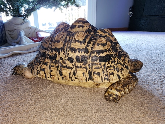 12.5 Inch Leopard Tortoise by Great Lakes Exotics