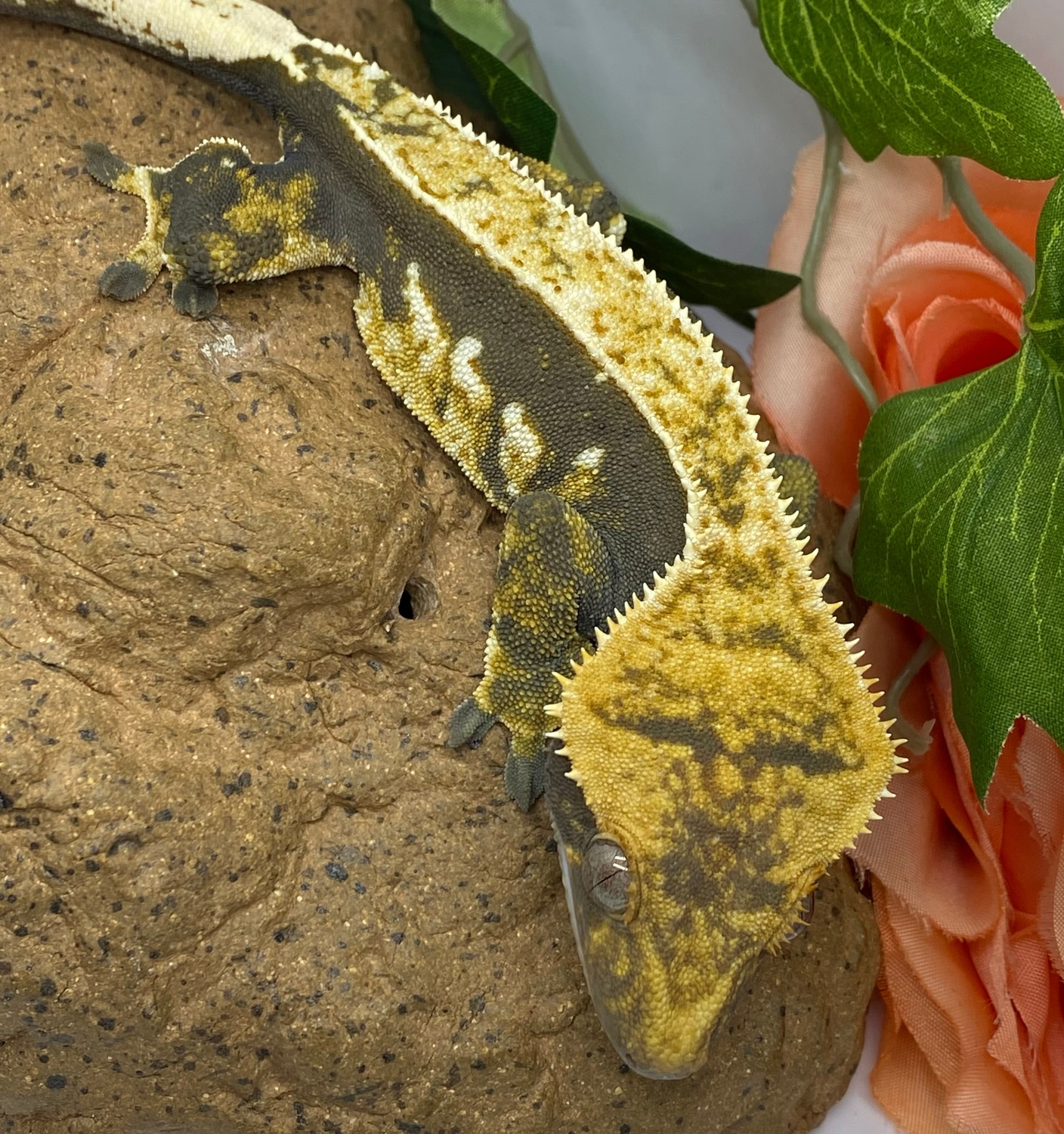 Harlequin Partial Pinstripe Crested Gecko by Great North Reptiles ...