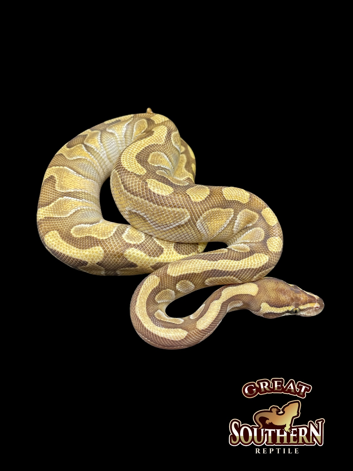 Enchi Lesser Ball Python by Great Southern Reptile - MorphMarket