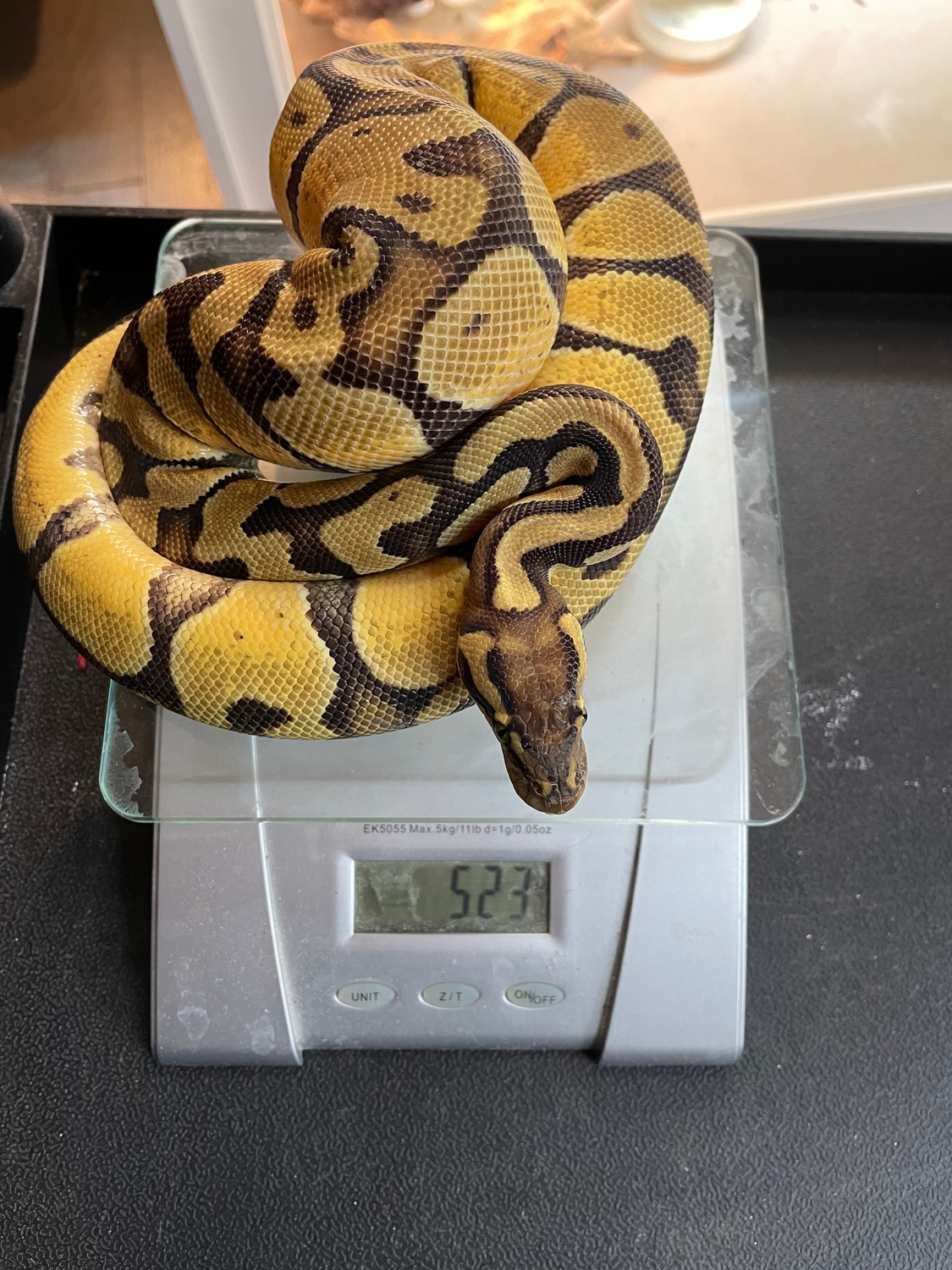 Orange Dream Pastel Enchi 100% Het Ghost Ball Python by Great Southern ...